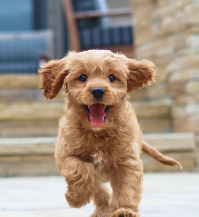 Learn All About Our Amazing Cavachon Puppies | Charming Puppies
