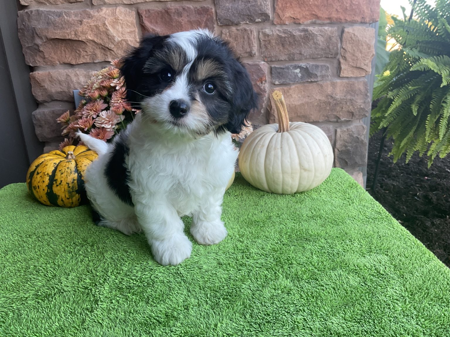 Cavachon Puppies For Sale With Doorstep Delivery In 1 Week