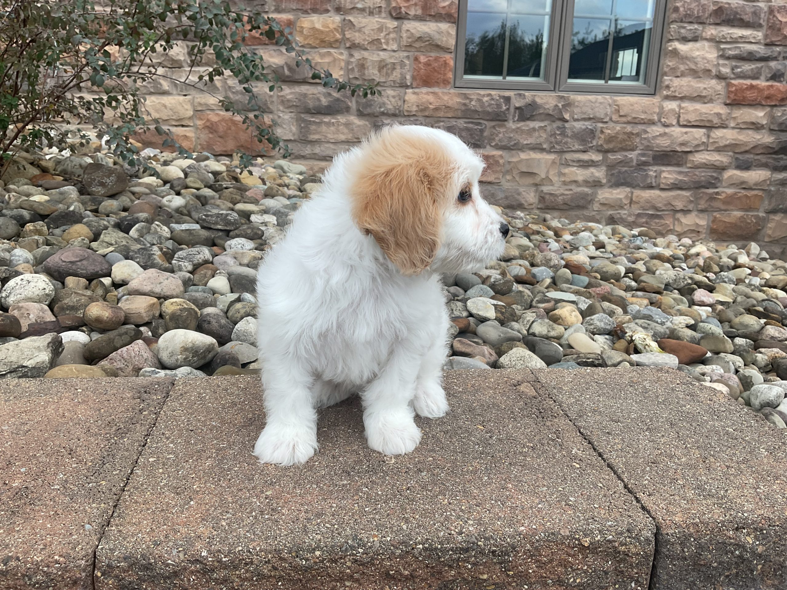 Ms. Charity The Cavachon | Charming Puppies