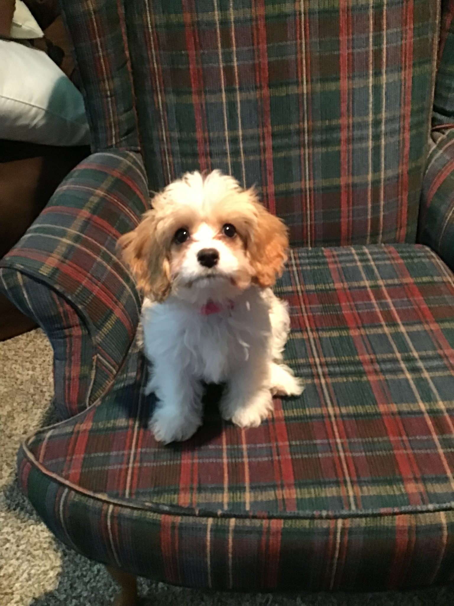 Charming Puppies | Cavachon Puppies Raised By A Family